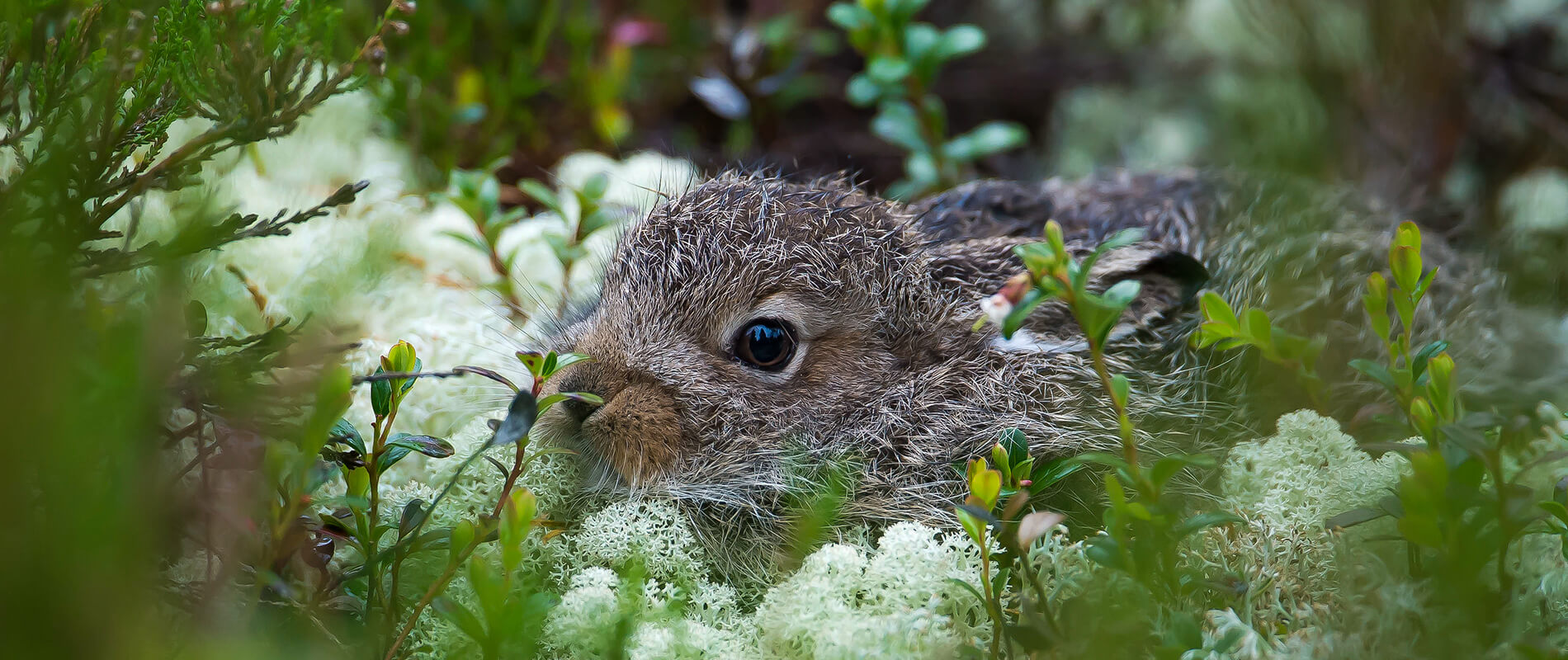 Norsk rødliste for arter | Utrydningstruede dyr i Norge | Villedyr